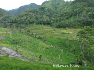 PICTURES : Selogriyo Temple and its Rice Terraces, Central Java ...