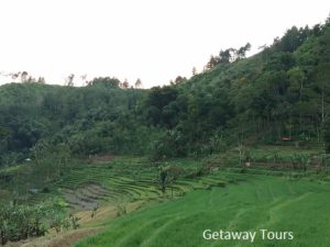 PICTURES : Selogriyo Temple and its Rice Terraces, Central Java ...