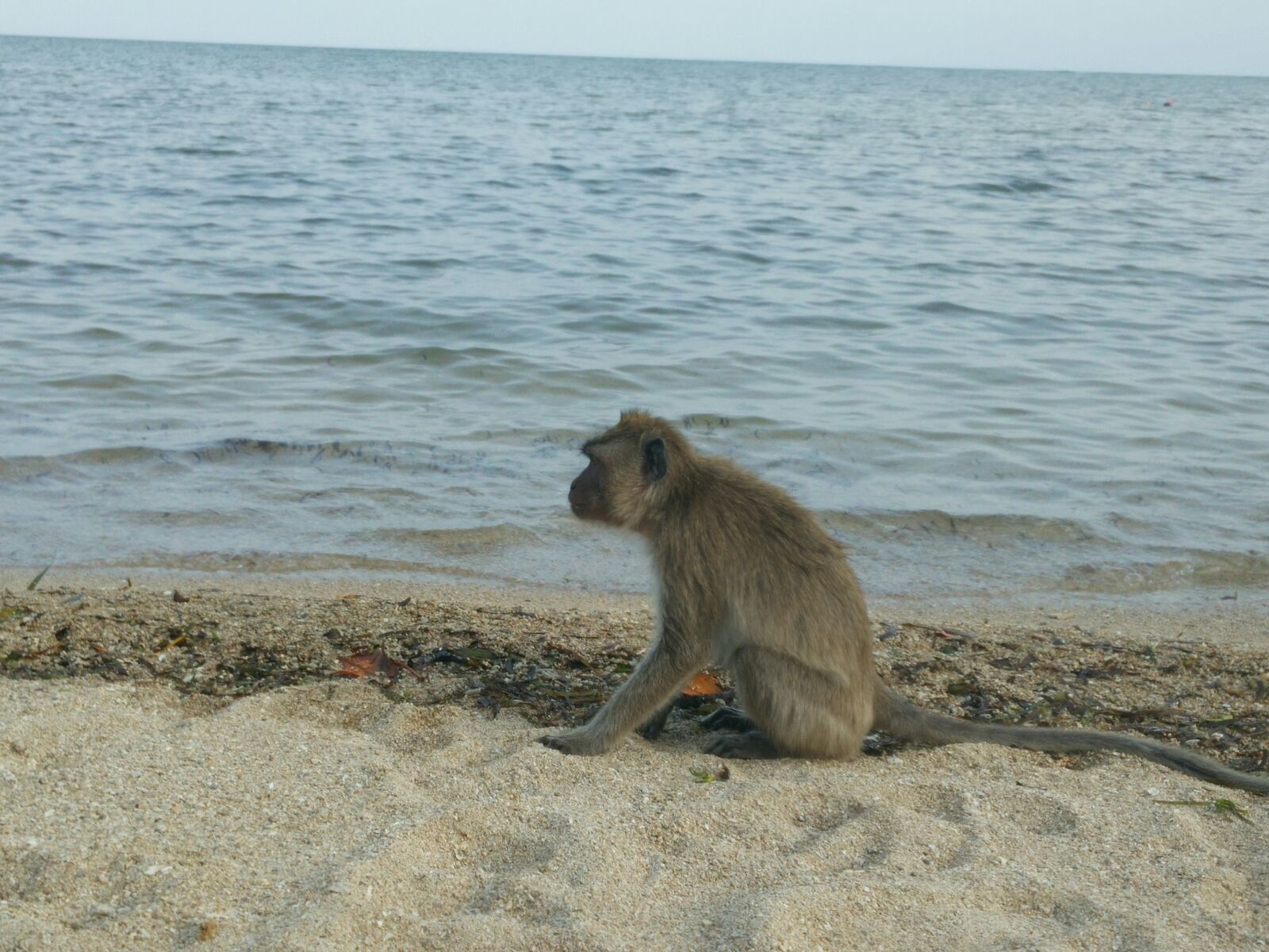PICTURES: Baluran National Park, Indonesia - GETAWAY TOURS INDONESIA ...